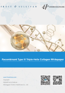 Recombinant Type III Triple-Helix Collagen